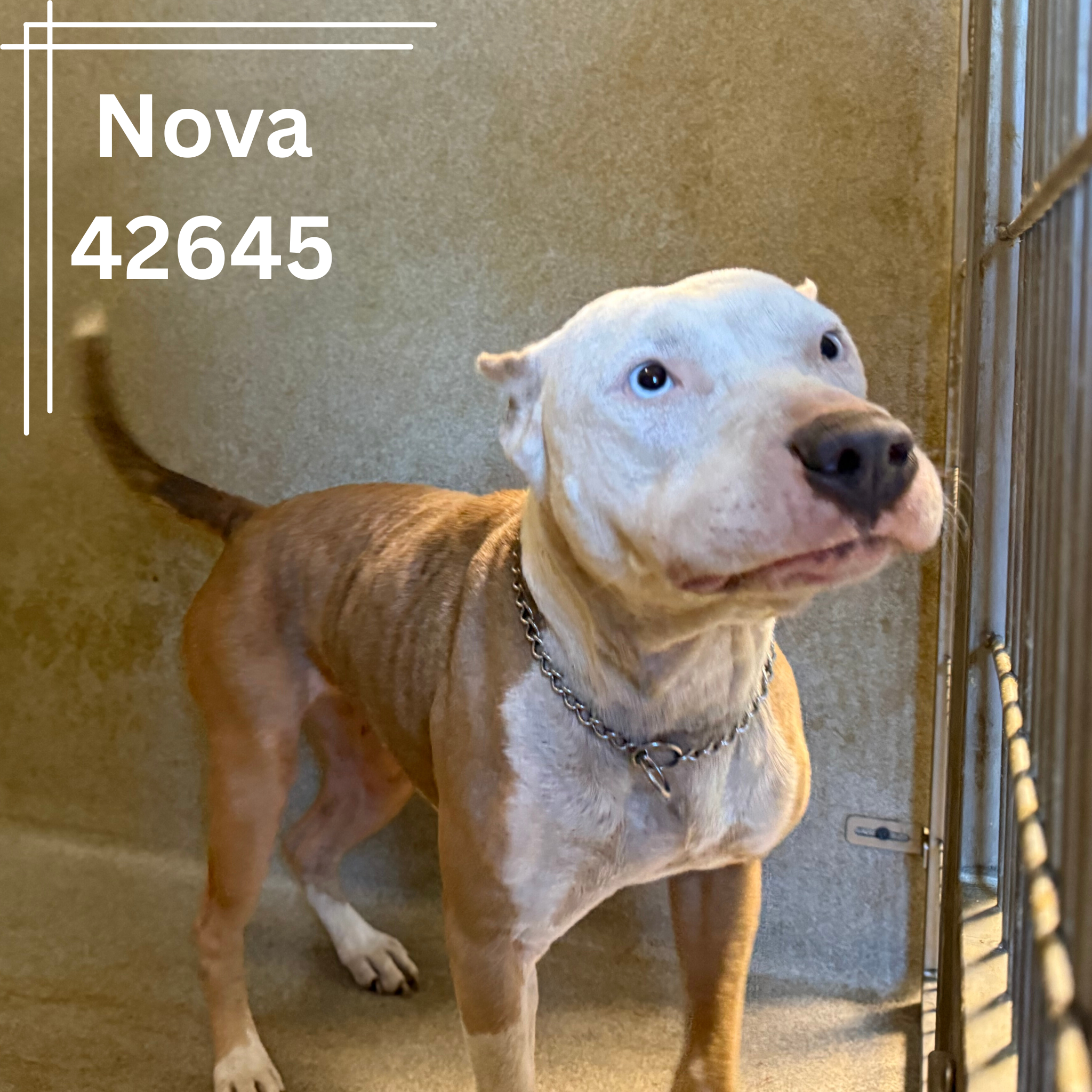 Nova 42645, 2 Years/Female - Bainbridge-Decatur County Humane Society