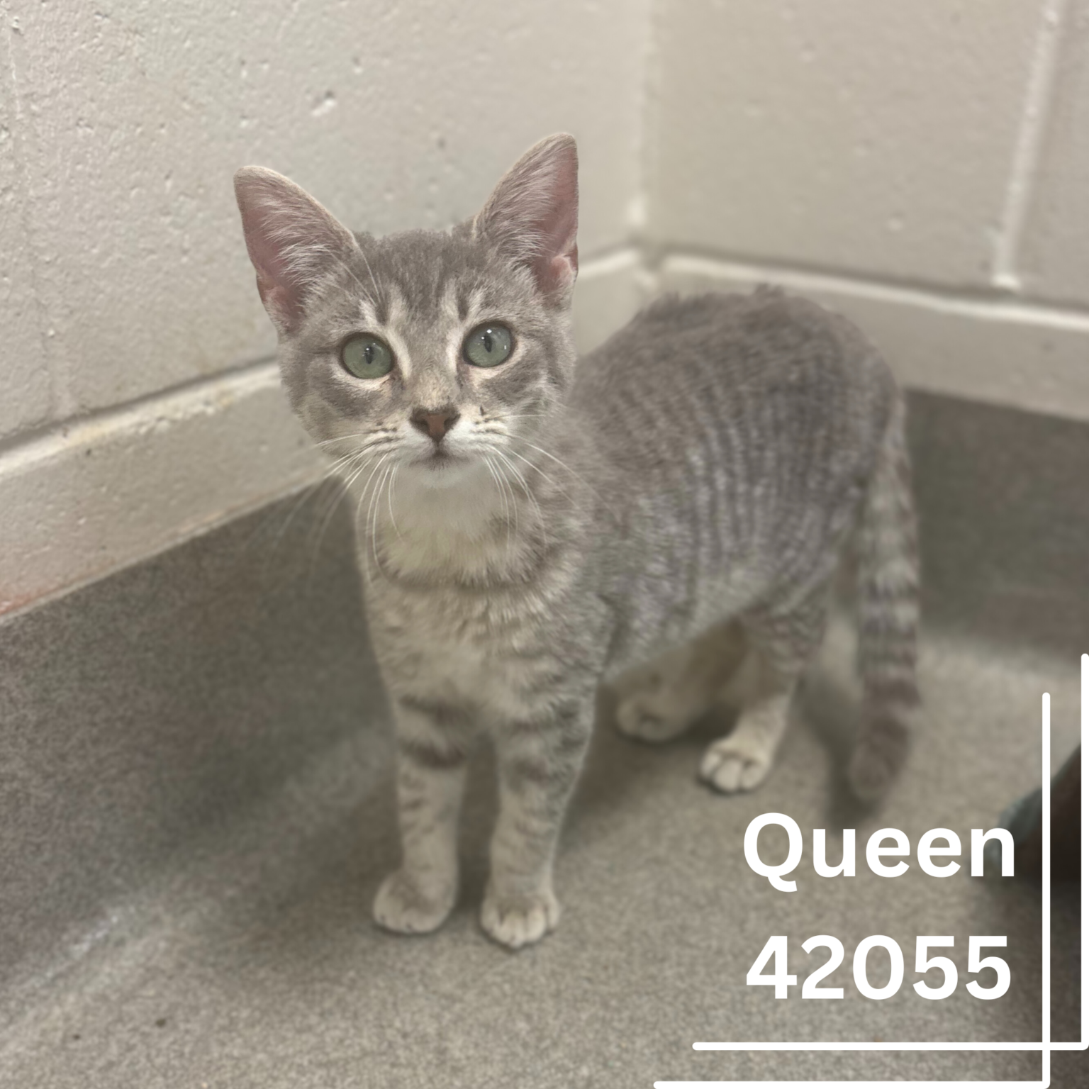 Queen 42055- ADOPTED - Bainbridge-Decatur County Humane Society