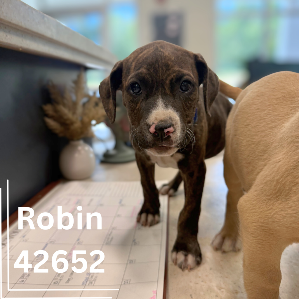 Robin 42652 – ADOPTED - Bainbridge-Decatur County Humane Society