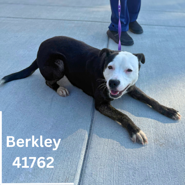 Berkley 41762- ADOPTED - Bainbridge-Decatur County Humane Society