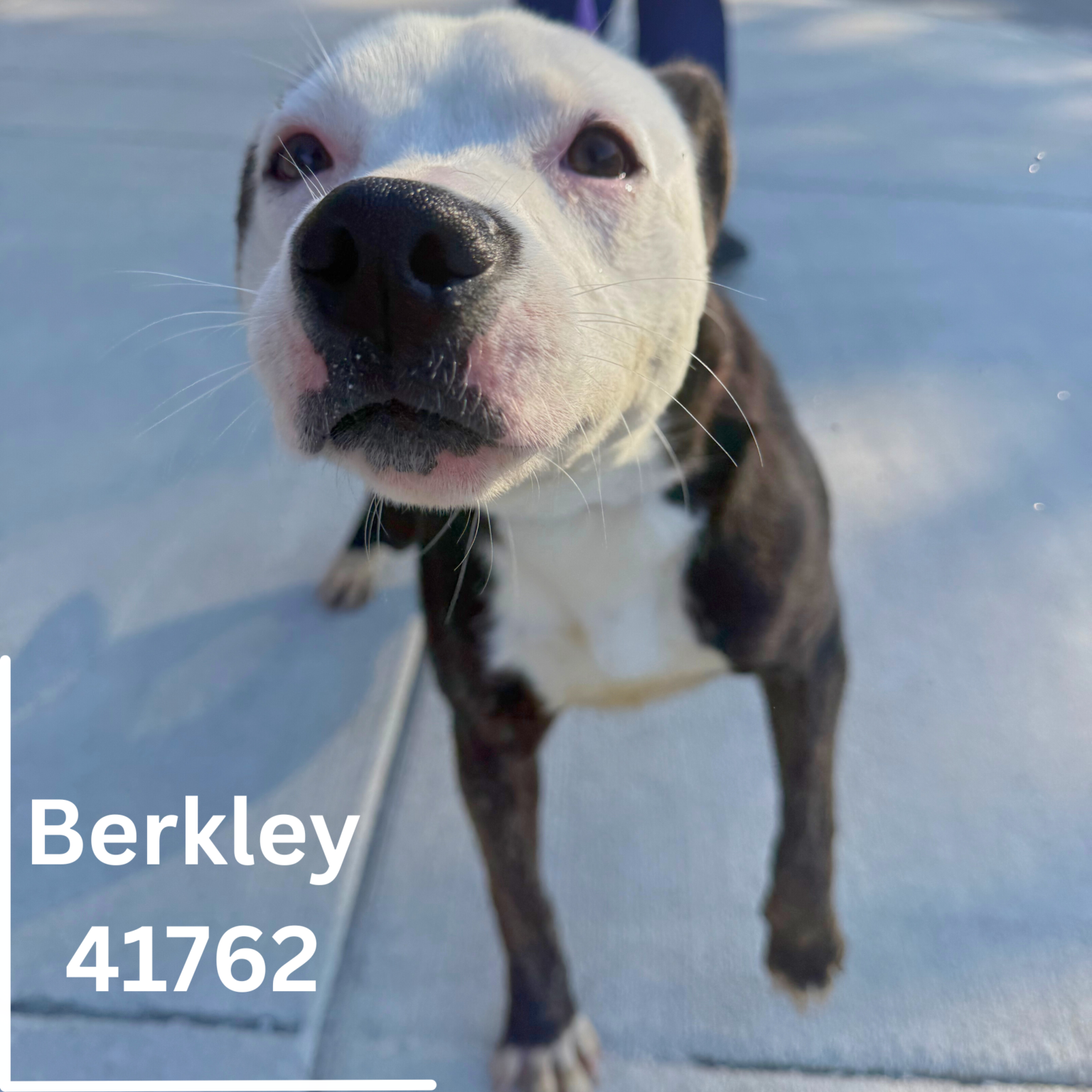 Berkley 41762- ADOPTED - Bainbridge-Decatur County Humane Society