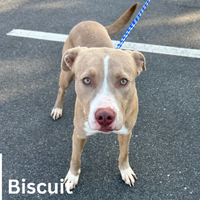 Adopt a Dog - Bainbridge-Decatur County Humane Society