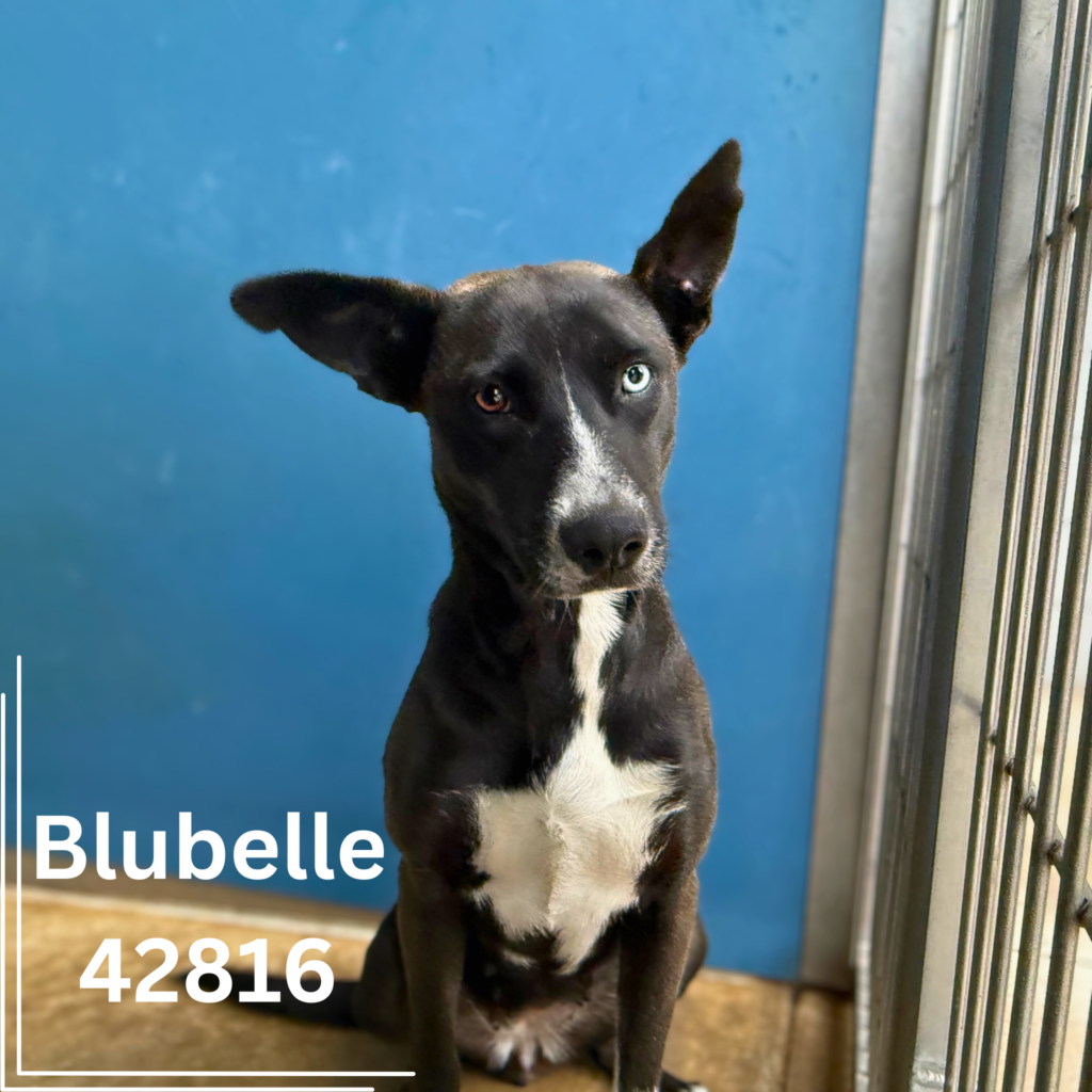 Blubelle 42816- ADOPTED - Bainbridge-Decatur County Humane Society