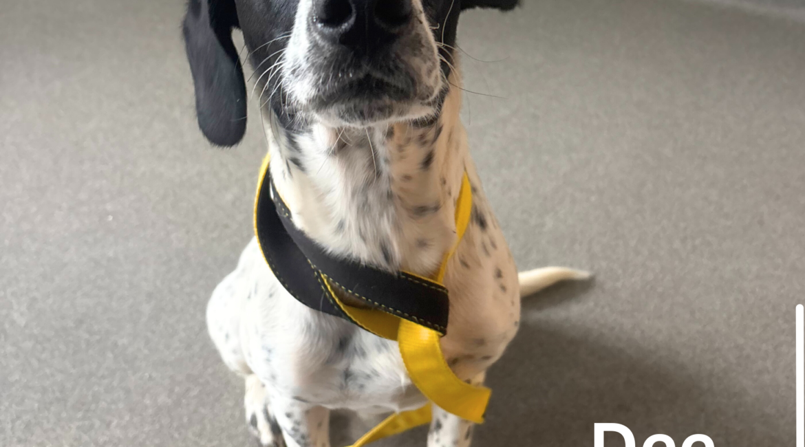 November 3, 2025 - Bainbridge-Decatur County Humane Society