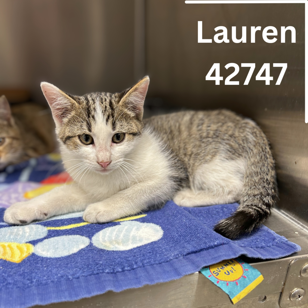 Lauren 42747 – ADOPTED - Bainbridge-Decatur County Humane Society