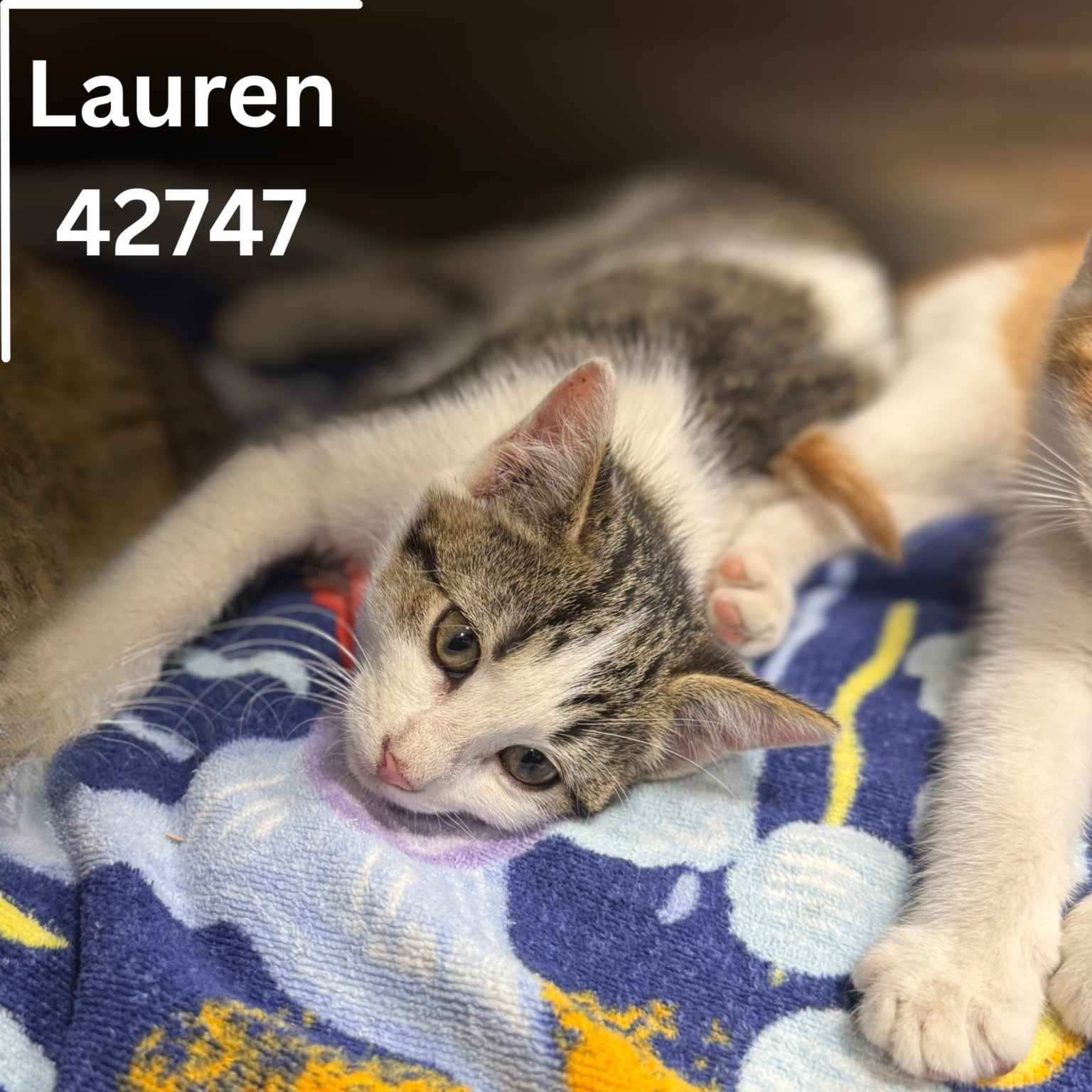 Lauren 42747 – ADOPTED - Bainbridge-Decatur County Humane Society