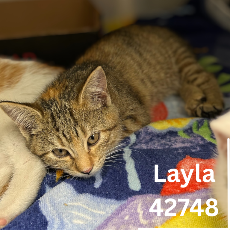Layla 42748 – pending - Bainbridge-Decatur County Humane Society