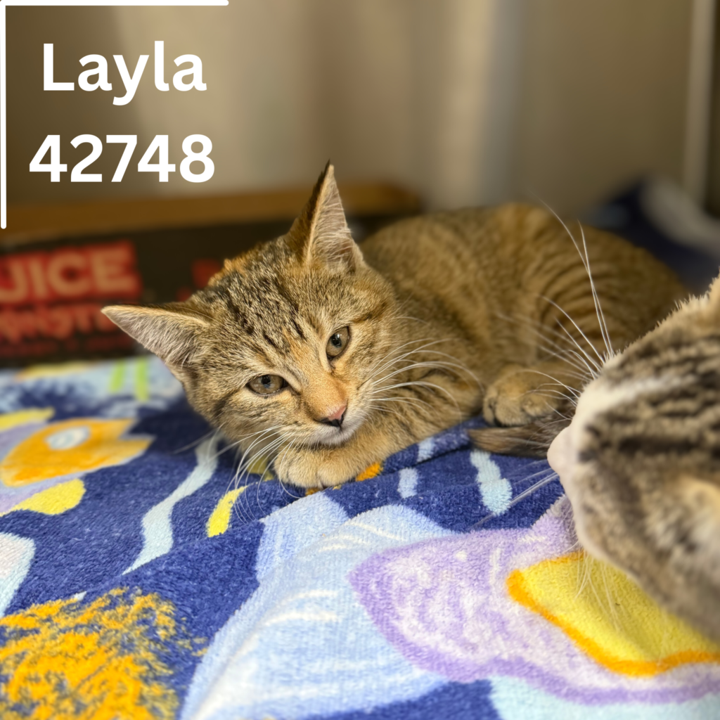 Layla 42748 – pending - Bainbridge-Decatur County Humane Society