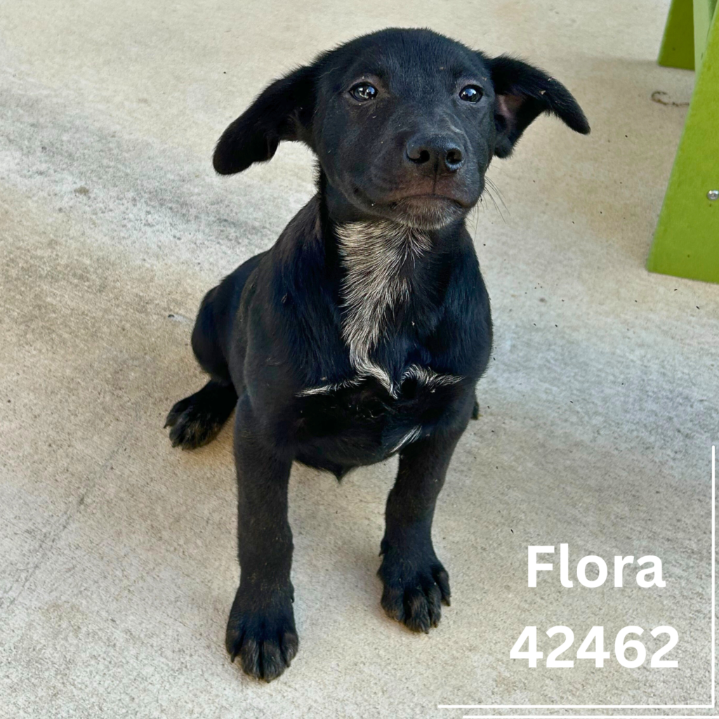 Flora 42462 RESCUED - Bainbridge-Decatur County Humane Society