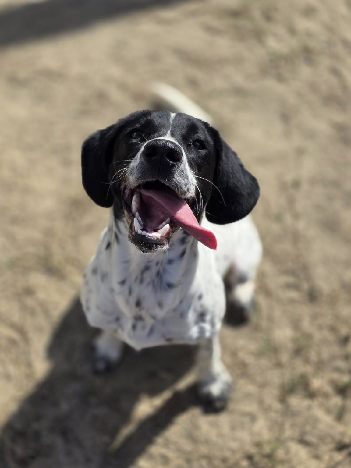 Dee 42723- ADOPTED - Bainbridge-Decatur County Humane Society