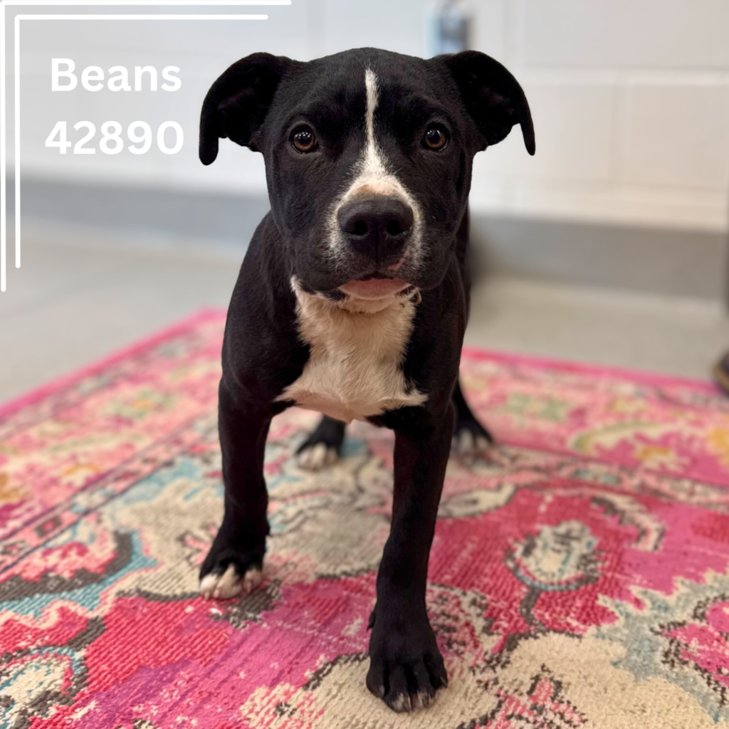 Beans 42890 - Bainbridge-Decatur County Humane Society