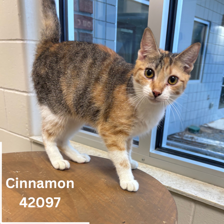 Cinnamon 42097 - Bainbridge-Decatur County Humane Society