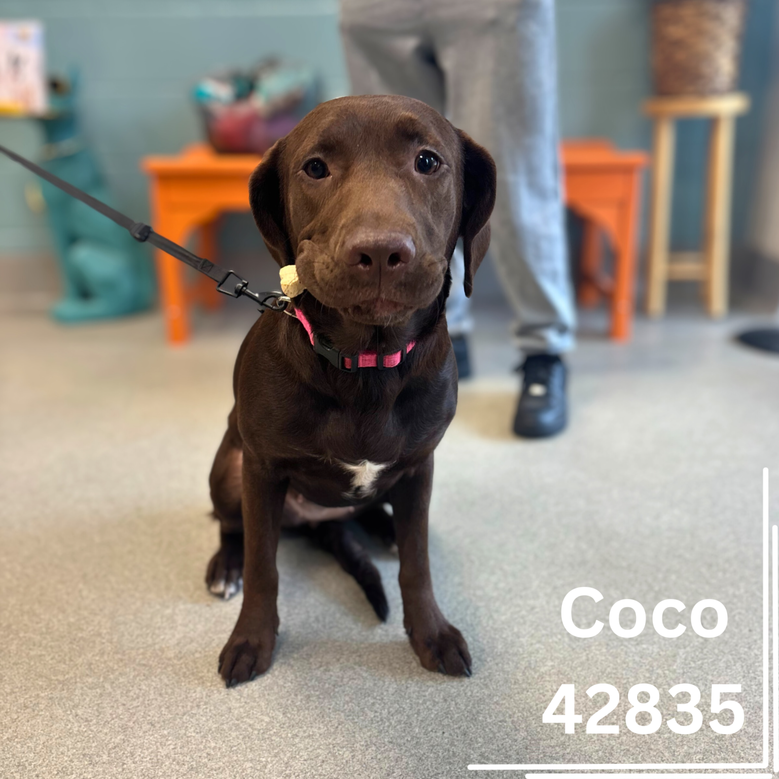 Coco 42835 – ADOPTED - Bainbridge-Decatur County Humane Society