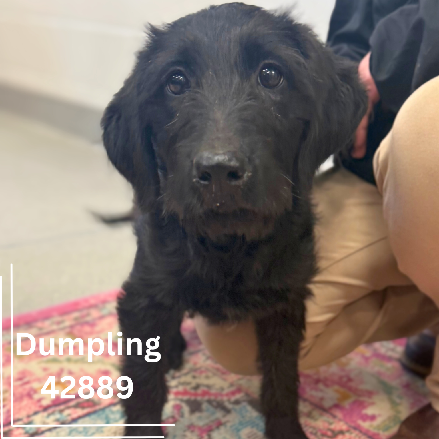 Dumpling 42889 - Bainbridge-Decatur County Humane Society