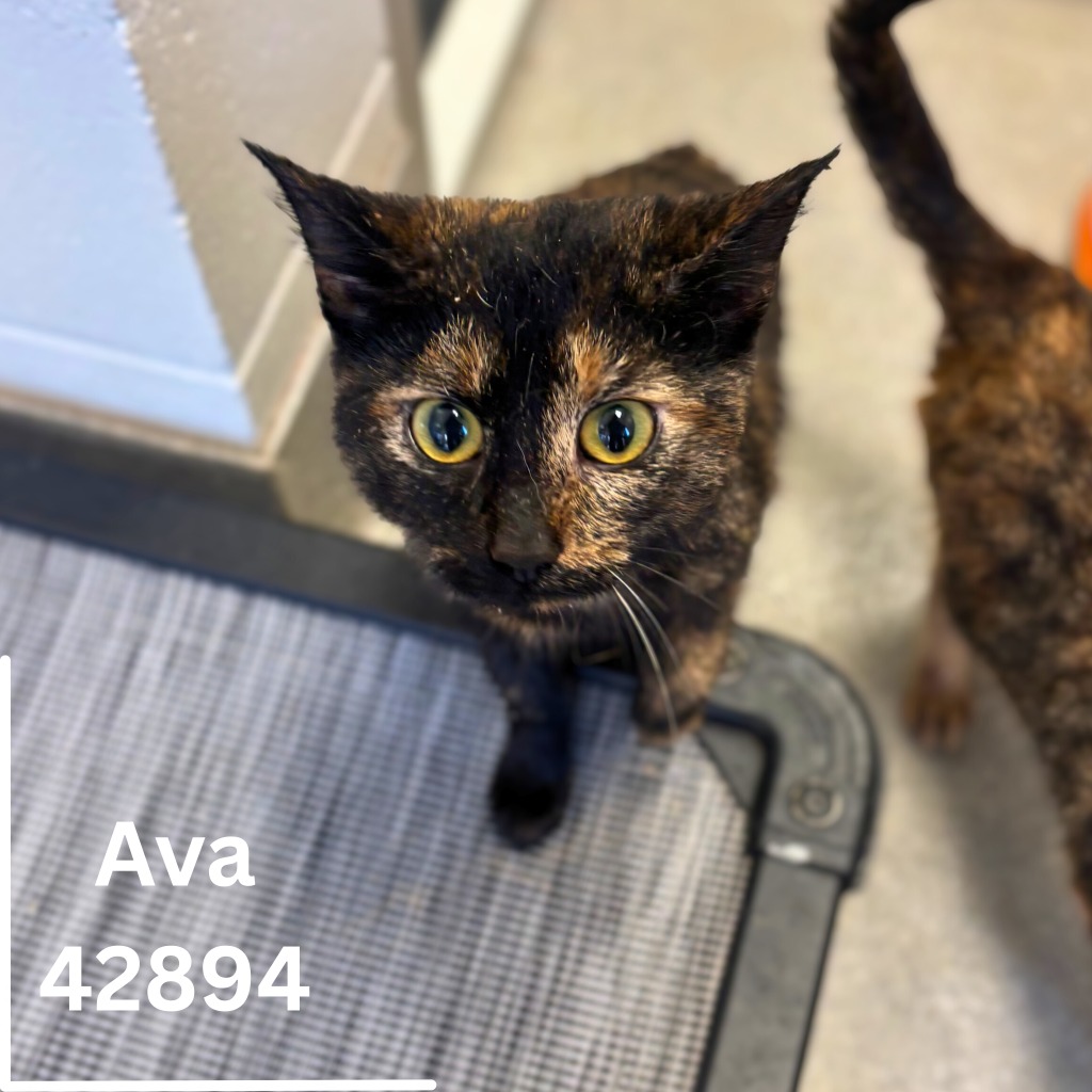 Ava 42994 – ADOPTED - Bainbridge-Decatur County Humane Society