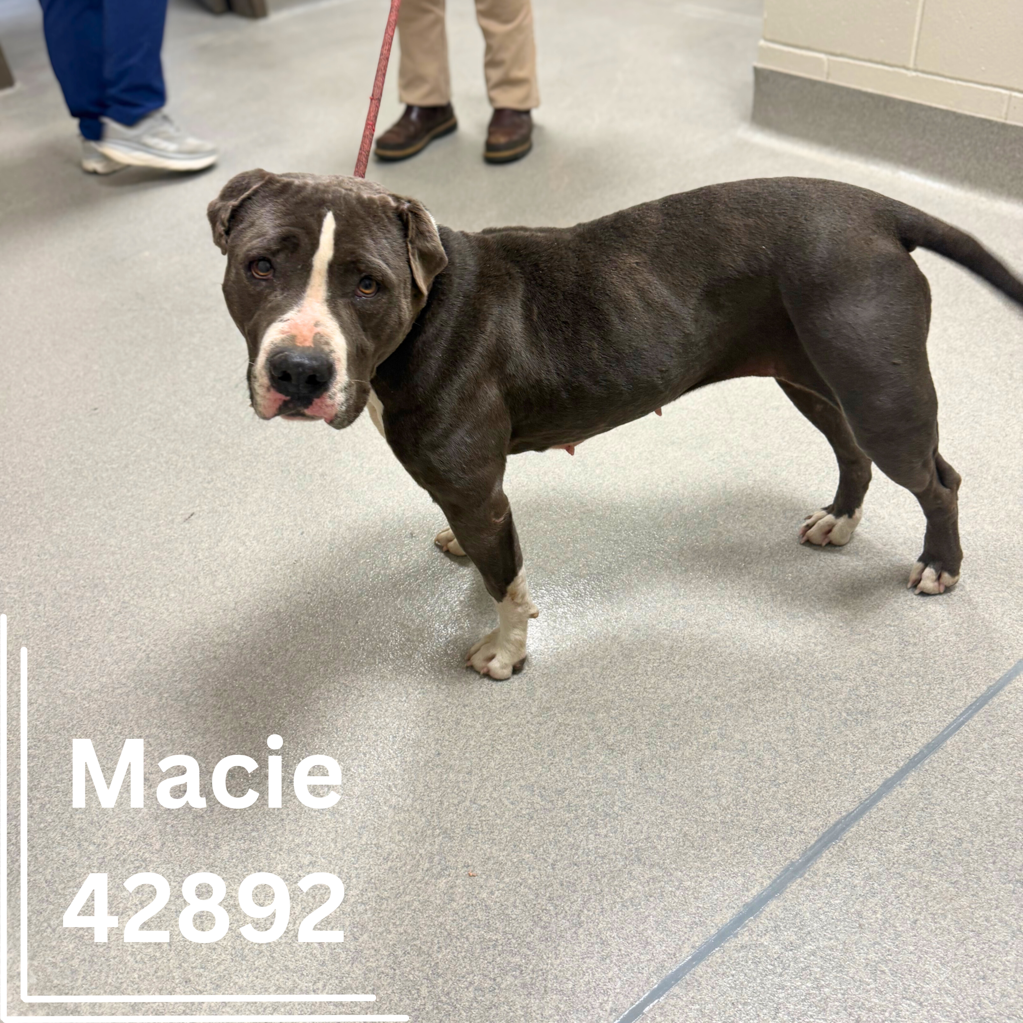 Macie 42892 - Bainbridge-Decatur County Humane Society