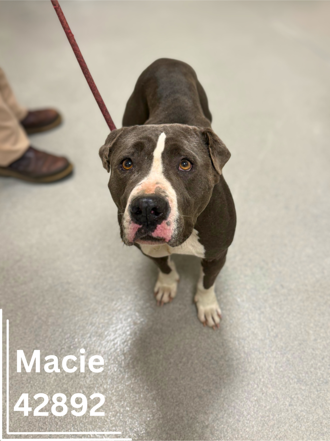 Macie 42892 - Bainbridge-Decatur County Humane Society