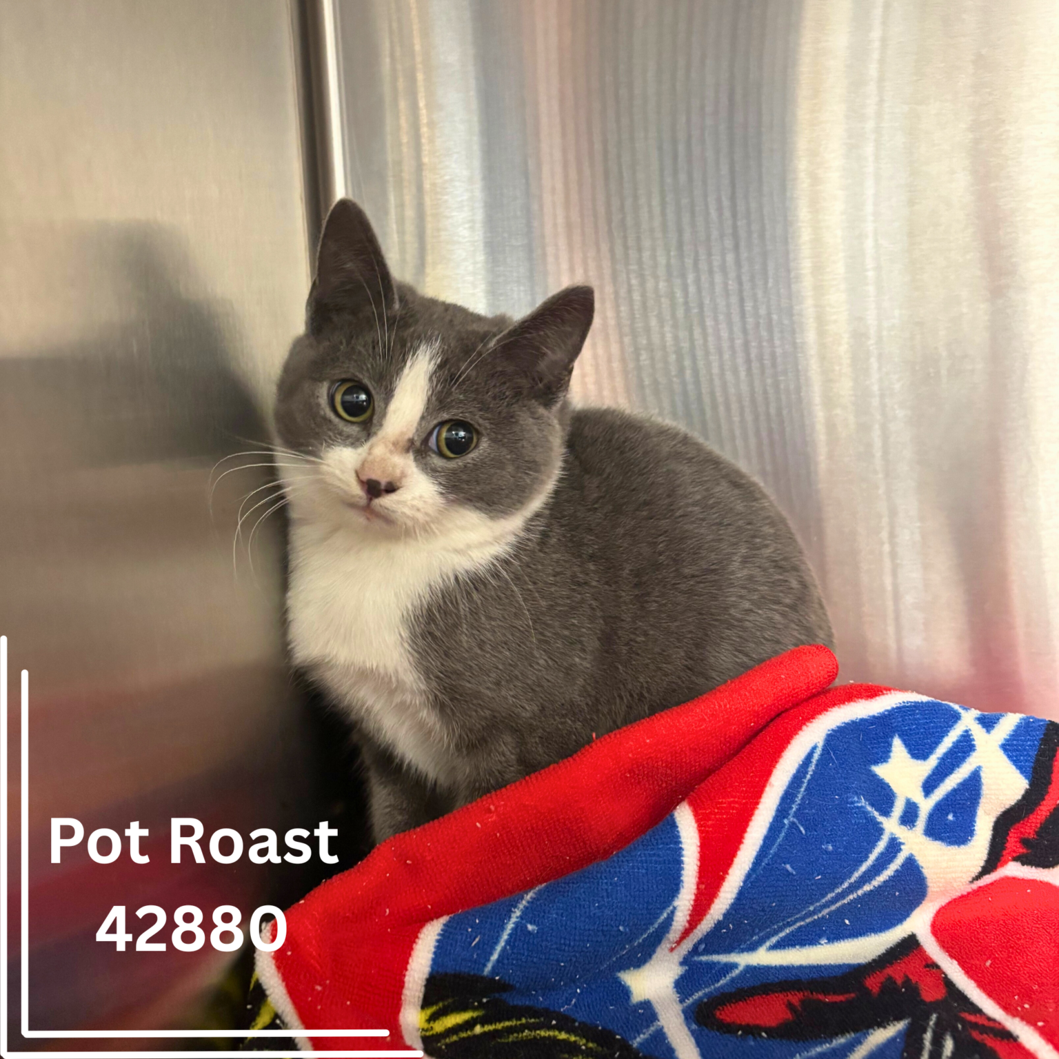 Pot Roast 42880- ADOPTED - Bainbridge-Decatur County Humane Society