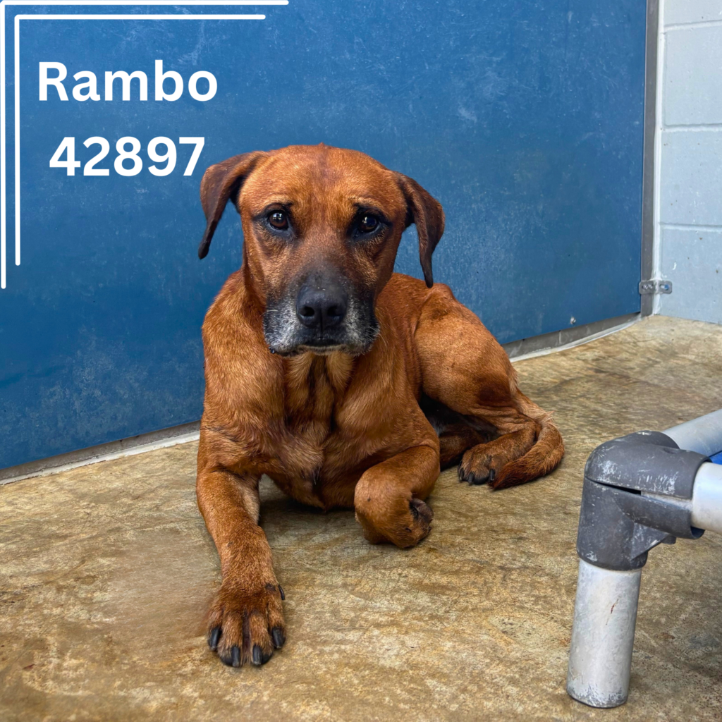Rambo 42897 - Bainbridge-Decatur County Humane Society