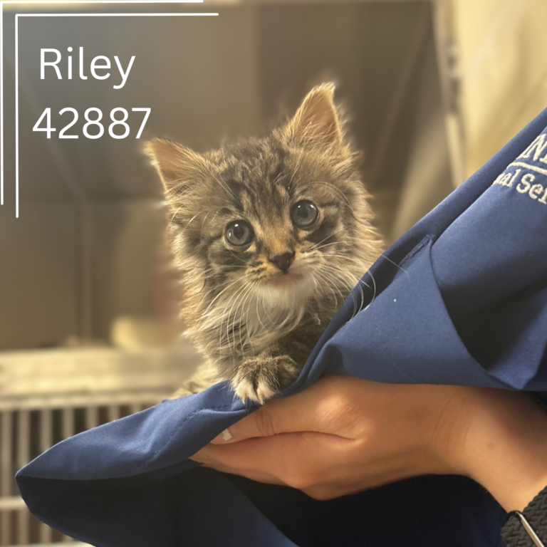 Riley 42888 - Bainbridge-Decatur County Humane Society