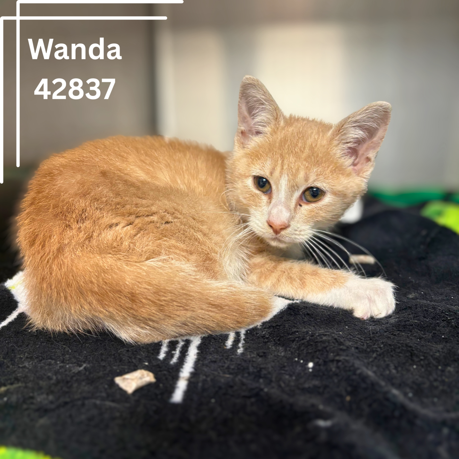 Wanda 42837- ADOPTED - Bainbridge-Decatur County Humane Society