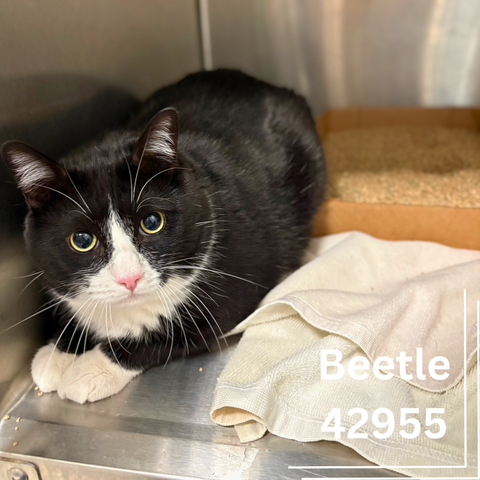 Beetle 42955 - Bainbridge-Decatur County Humane Society