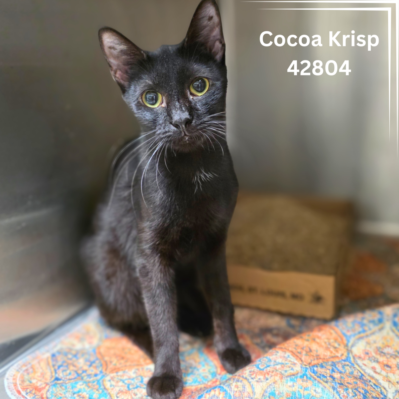Cocoa Krisp 42804 - Bainbridge-Decatur County Humane Society