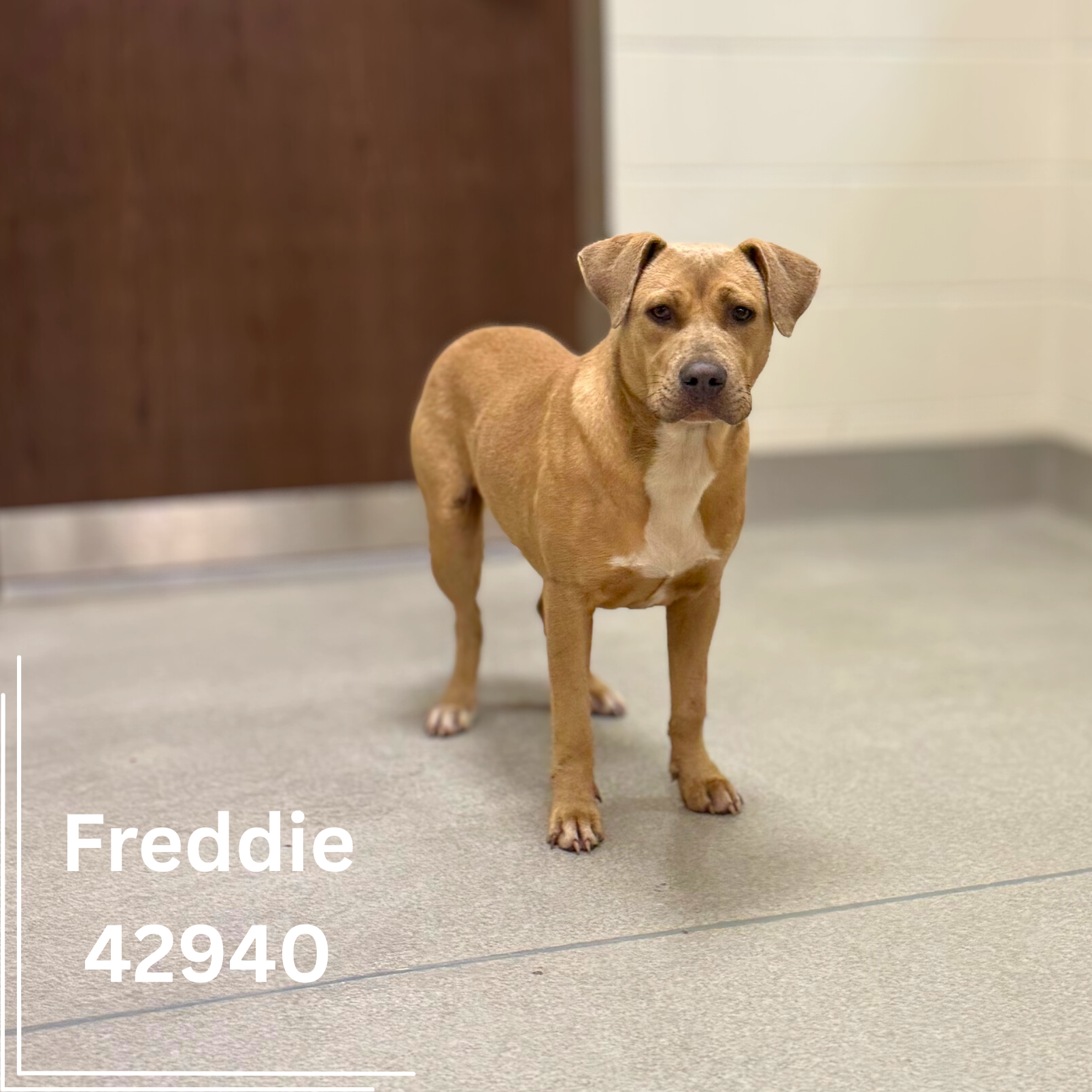 Freddie 42940- ADOPTED - Bainbridge-Decatur County Humane Society