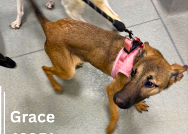 Brown and white male pit - Bainbridge-Decatur County Humane Society