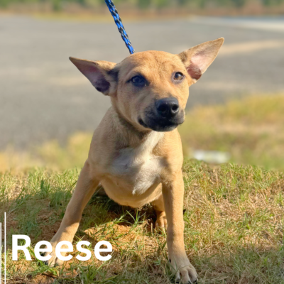 Adopt a Dog - Bainbridge-Decatur County Humane Society