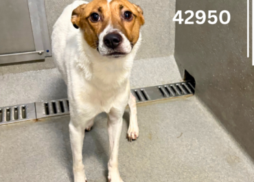 Brown and white male pit - Bainbridge-Decatur County Humane Society