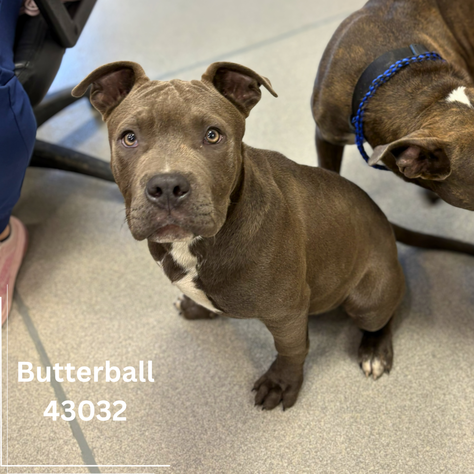 Butterball 43032- RECLAIMED - Bainbridge-Decatur County Humane Society
