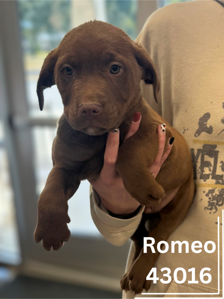 Little Love Litter (43014-43020) – RESCUED - Bainbridge-Decatur County ...