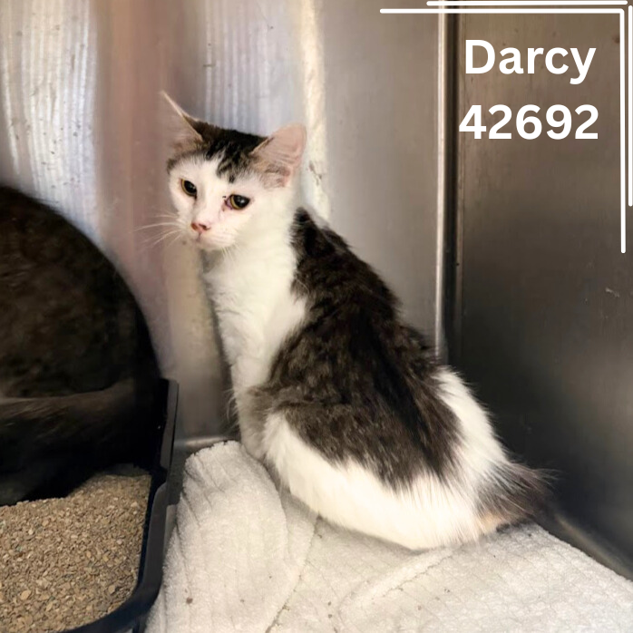 Free Barn Cat- Darcy 42692- ADOPTED - Bainbridge-Decatur County Humane ...