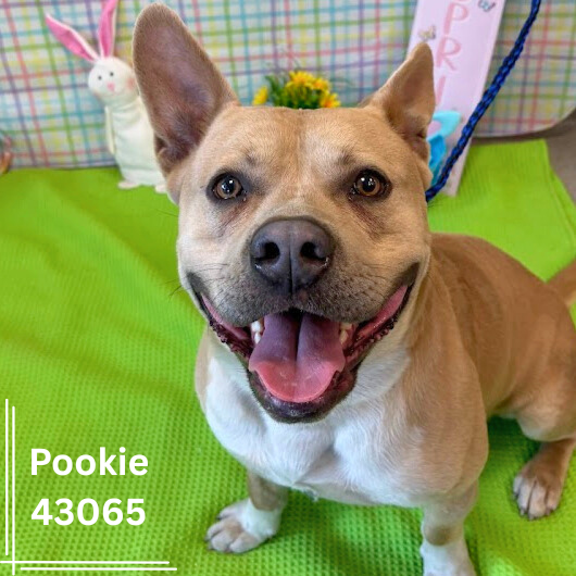 Pookie 43065- PENDING - Bainbridge-Decatur County Humane Society