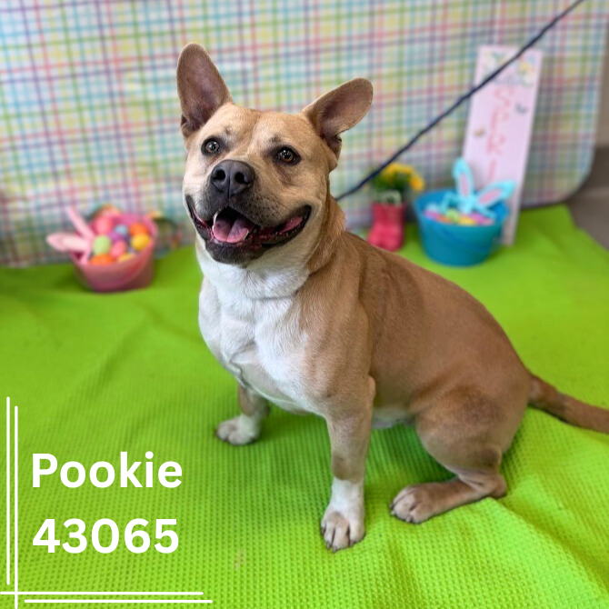 Pookie 43065- PENDING - Bainbridge-Decatur County Humane Society
