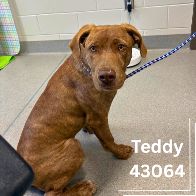 Teddy 43064 - Bainbridge-Decatur County Humane Society