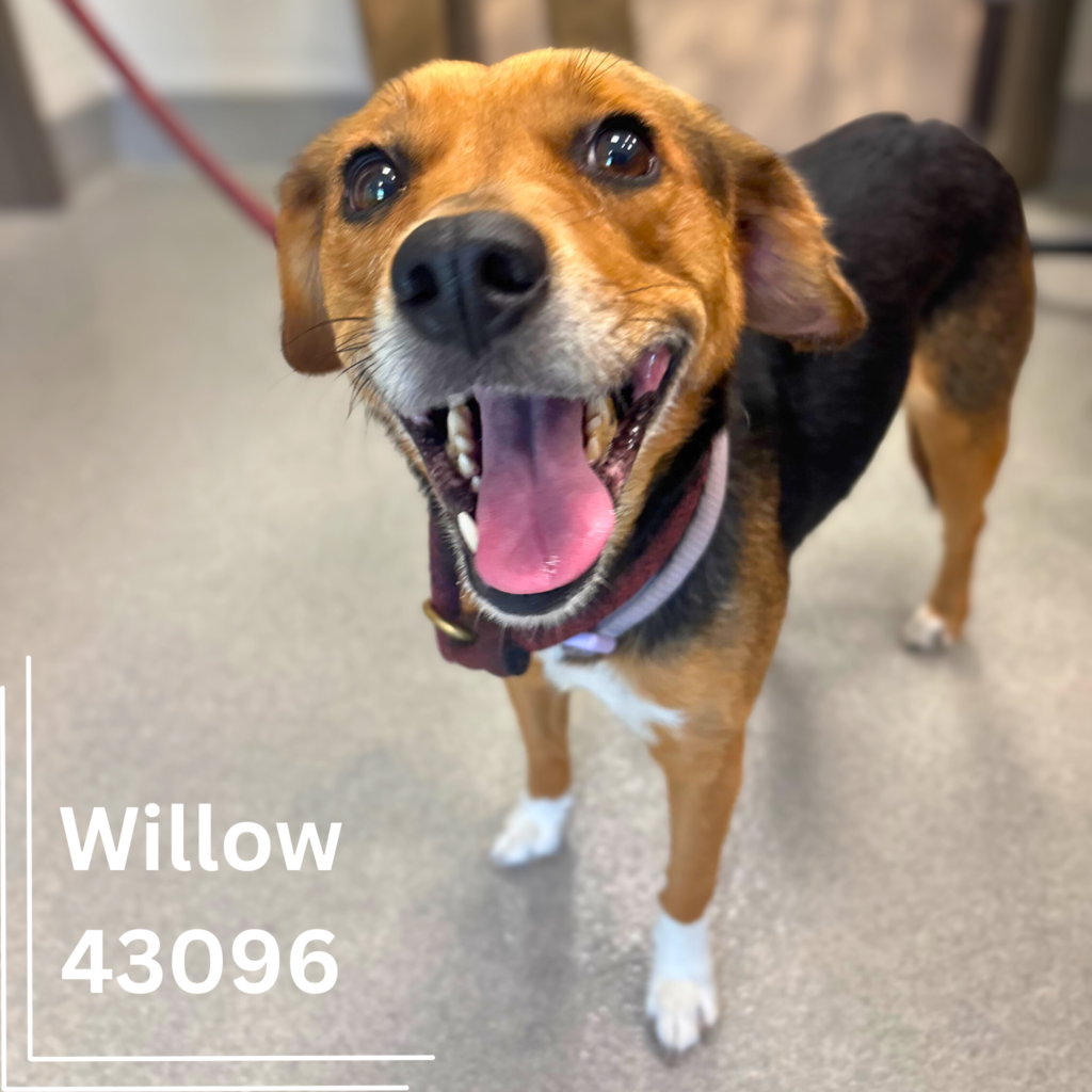 Willow 43096 - Bainbridge-Decatur County Humane Society