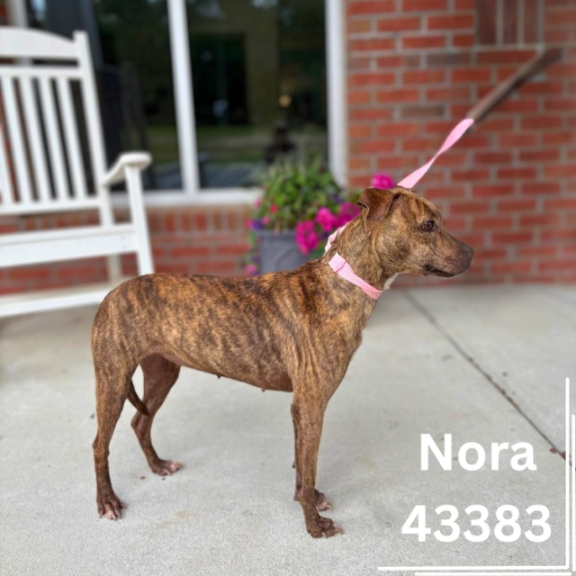 Nora 43383, 7 Months/Female - Bainbridge-Decatur County Humane Society