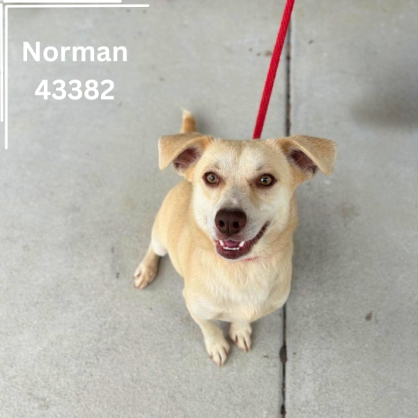 Norman 43382, 1 Year/Male - Bainbridge-Decatur County Humane Society
