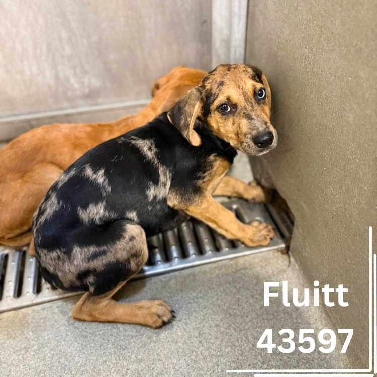 Fluitt 43597, 4 Months/ Male - Bainbridge-Decatur County Humane Society
