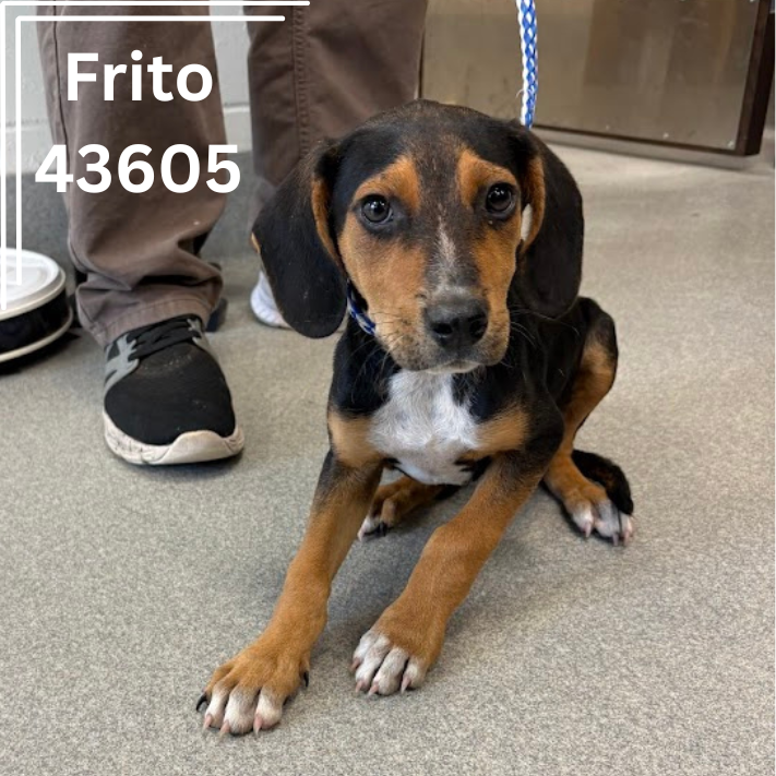 Frito 43605, 4 Months/ Male - Bainbridge-Decatur County Humane Society